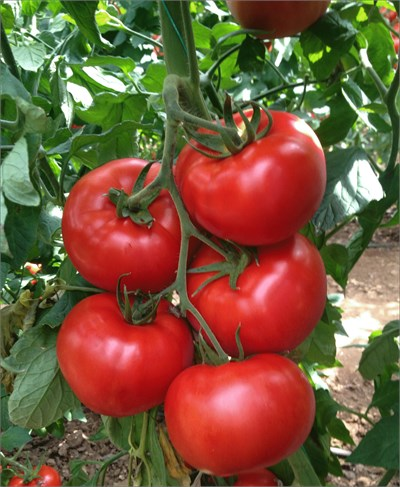 Namlı F1 Beef Domates Fidesi - Dört Mevsim Tarım