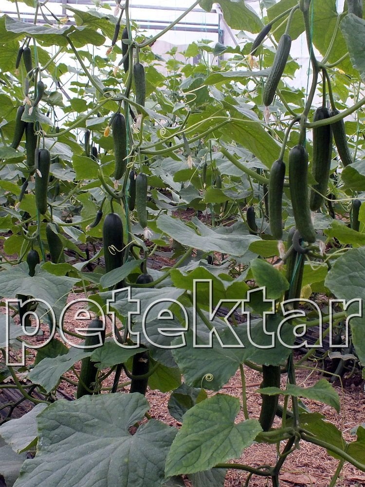 PTK 40 Badem Tipi Hıyar Fidesi - Dört Mevsim Tarım