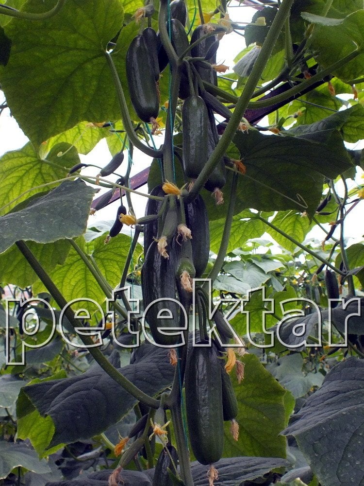 PTK 40 Badem Tipi Hıyar Fidesi - Dört Mevsim Tarım